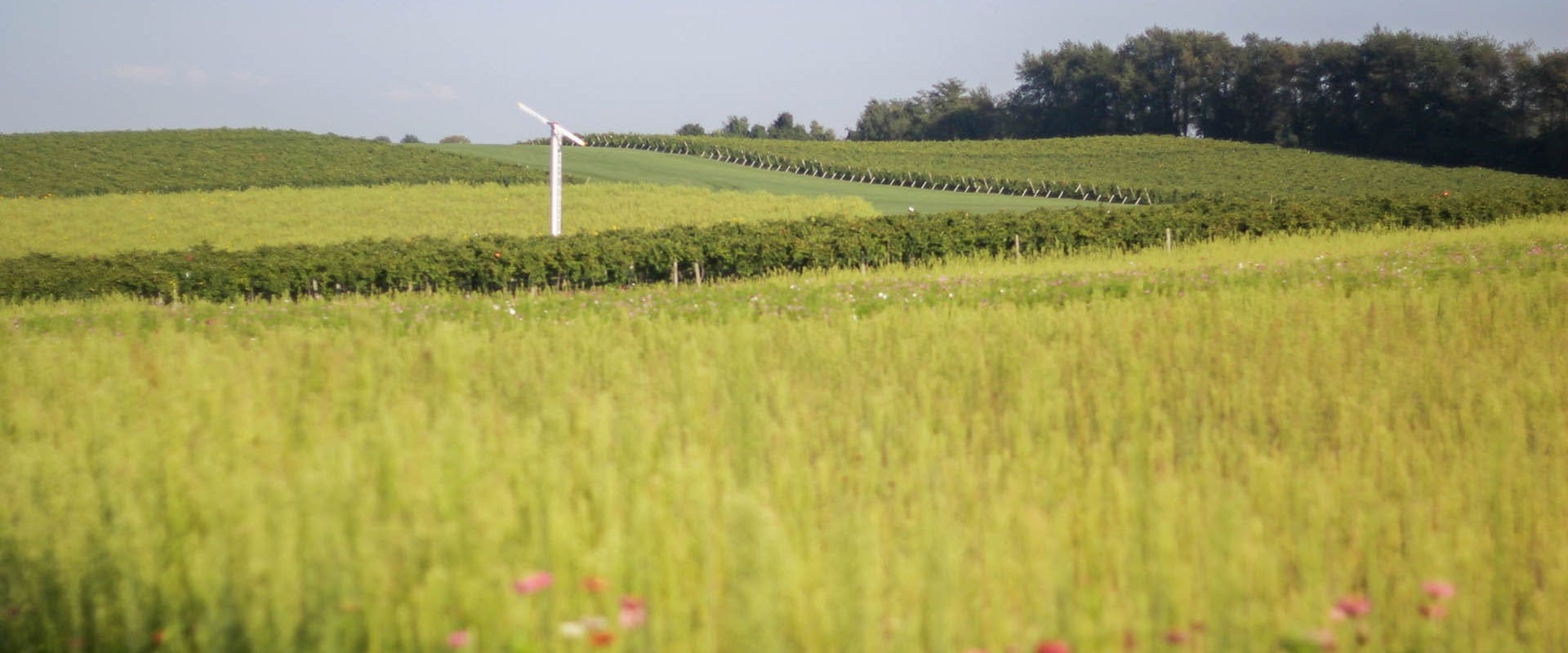 Exploring the Wine Industry in New Jersey: How Proximity to Major ...