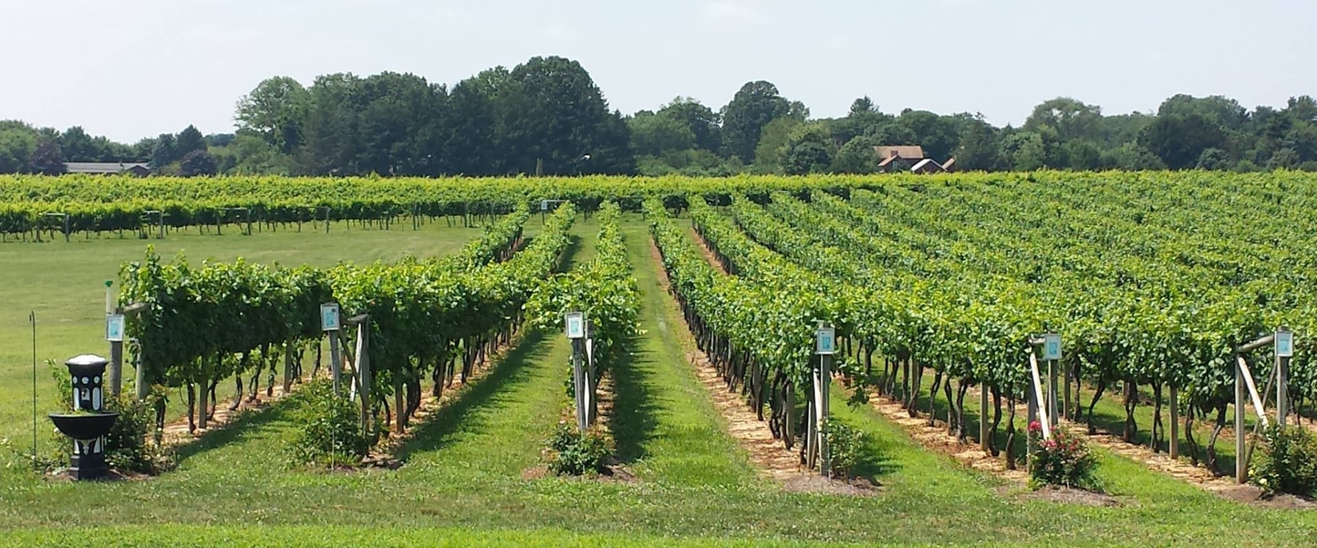 Exploring the Popular Wine Regions of New Jersey